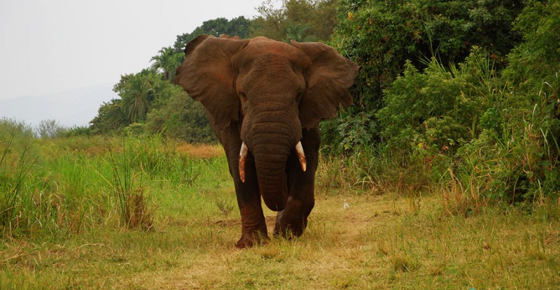 7 days best of Rwanda safari - rwanda safaris, rwanda safari