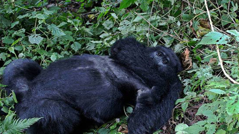 Gorilla Families In Rwanda | Volcanoes National Park Groups