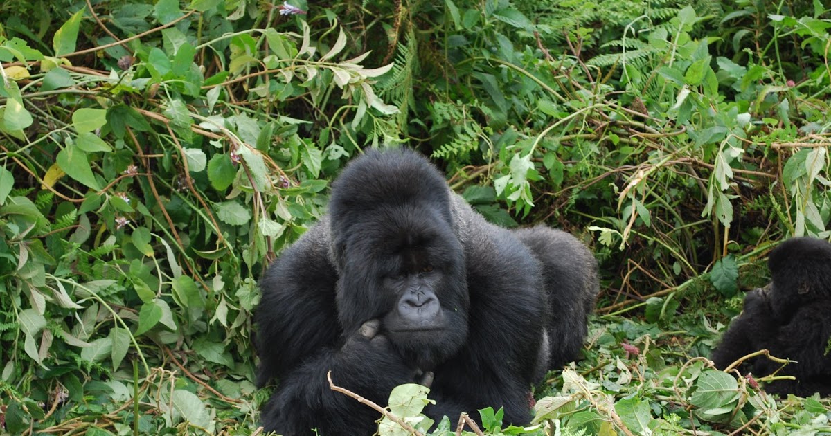 Hirwa gorilla family - Congo gorilla families, congo safaris