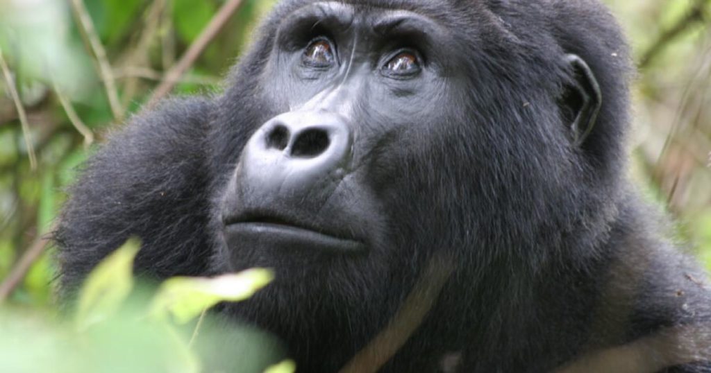 Mountain Gorilla Reproduction - gorilla Reproduction | Gorilla Trekking