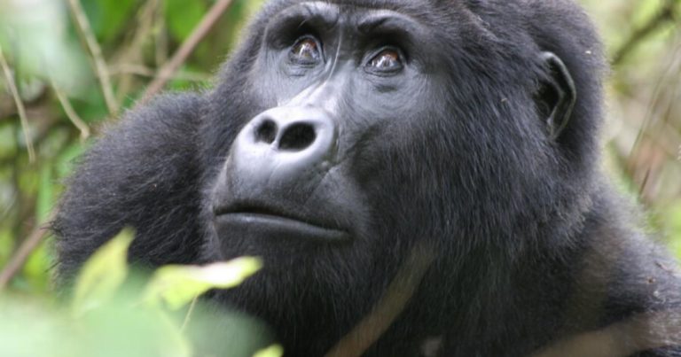 Mountain Gorilla Reproduction - gorilla Reproduction | Gorilla Trekking