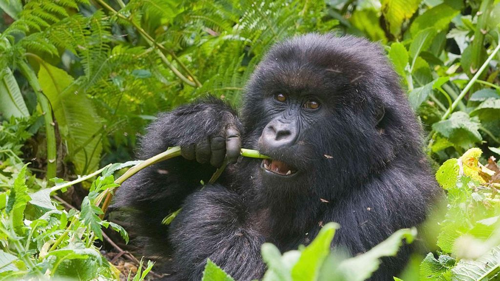 Why Mountain Gorillas Are Close To Extinction - mountain gorilla extinction