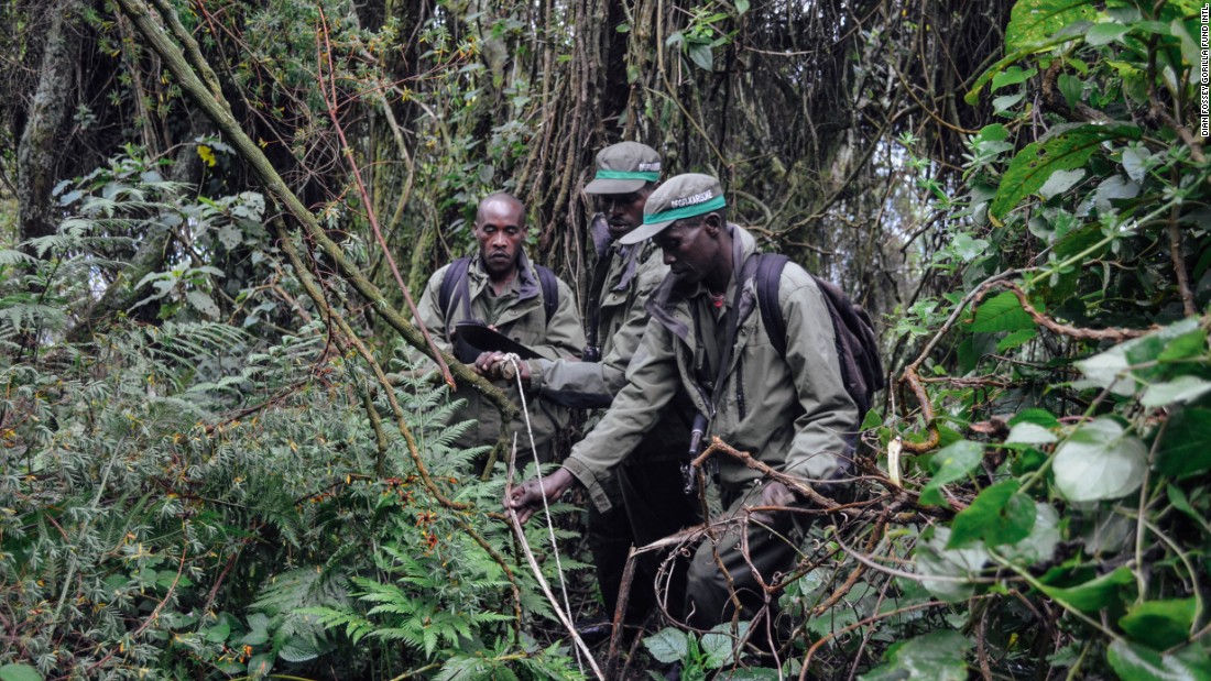 Poaching in Volcanoes National Park | Rwanda Gorilla Tours