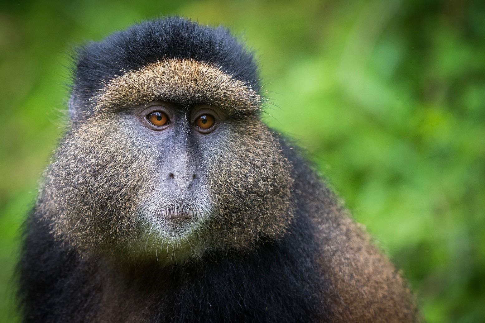 Golden Monkey Trekking in Volcanoes National Park | Rwanda Safaris