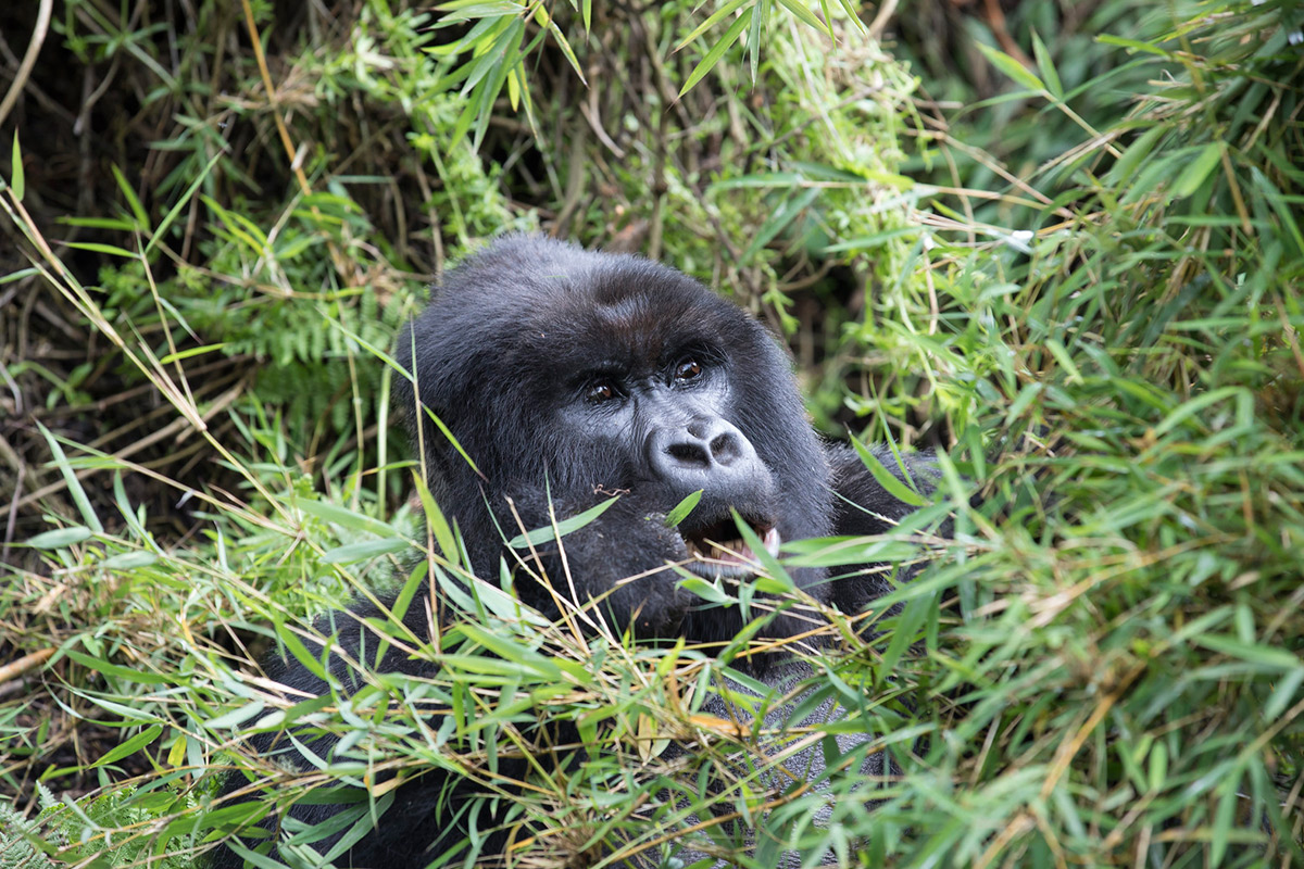 3 Days Rwanda Gorilla trekking & Mount Bisoke Hike | Rwanda Safari Tour