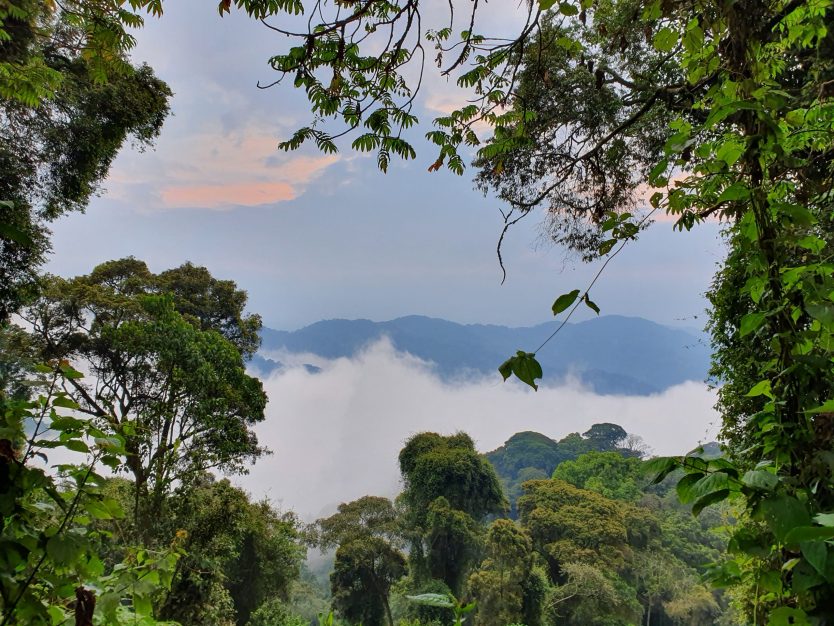 Where to stay in Nyungwe forest national park | Rwanda Safaris Tours