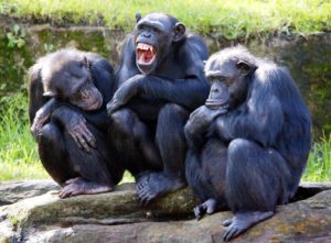 Are Chimpanzees Strong? | Chimpanzee Trekking Safaris Tours | Rwanda