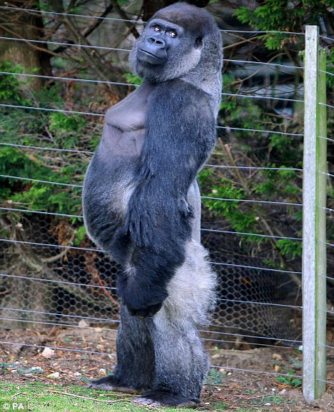 Mountain Gorilla Standing