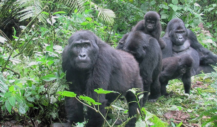Mountain gorilla population | Gorilla Trekking Safaris | Mountain Gorillas