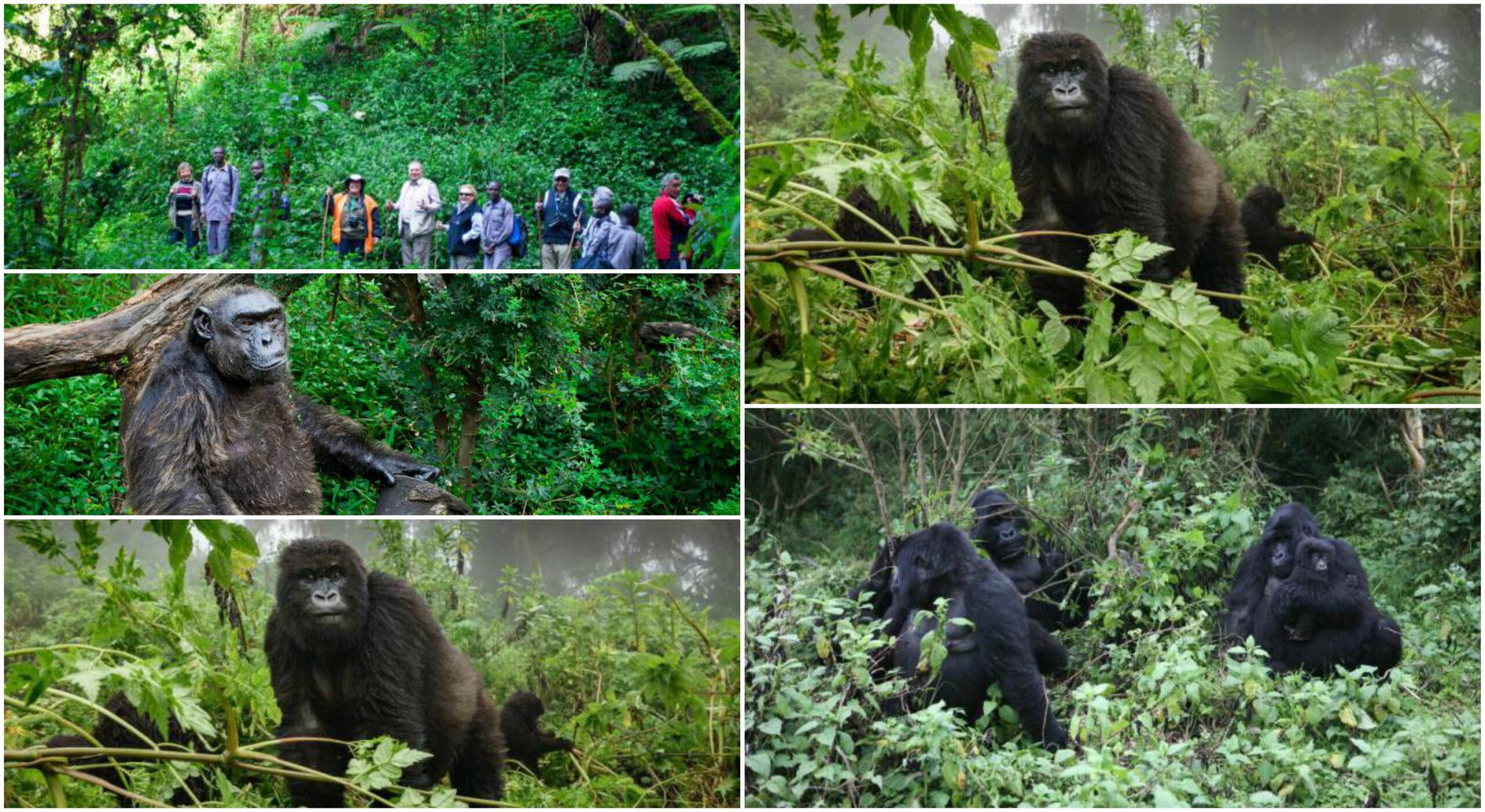 How to prepare for a Rwanda Safari | Rwanda safaris Tours | Rwanda