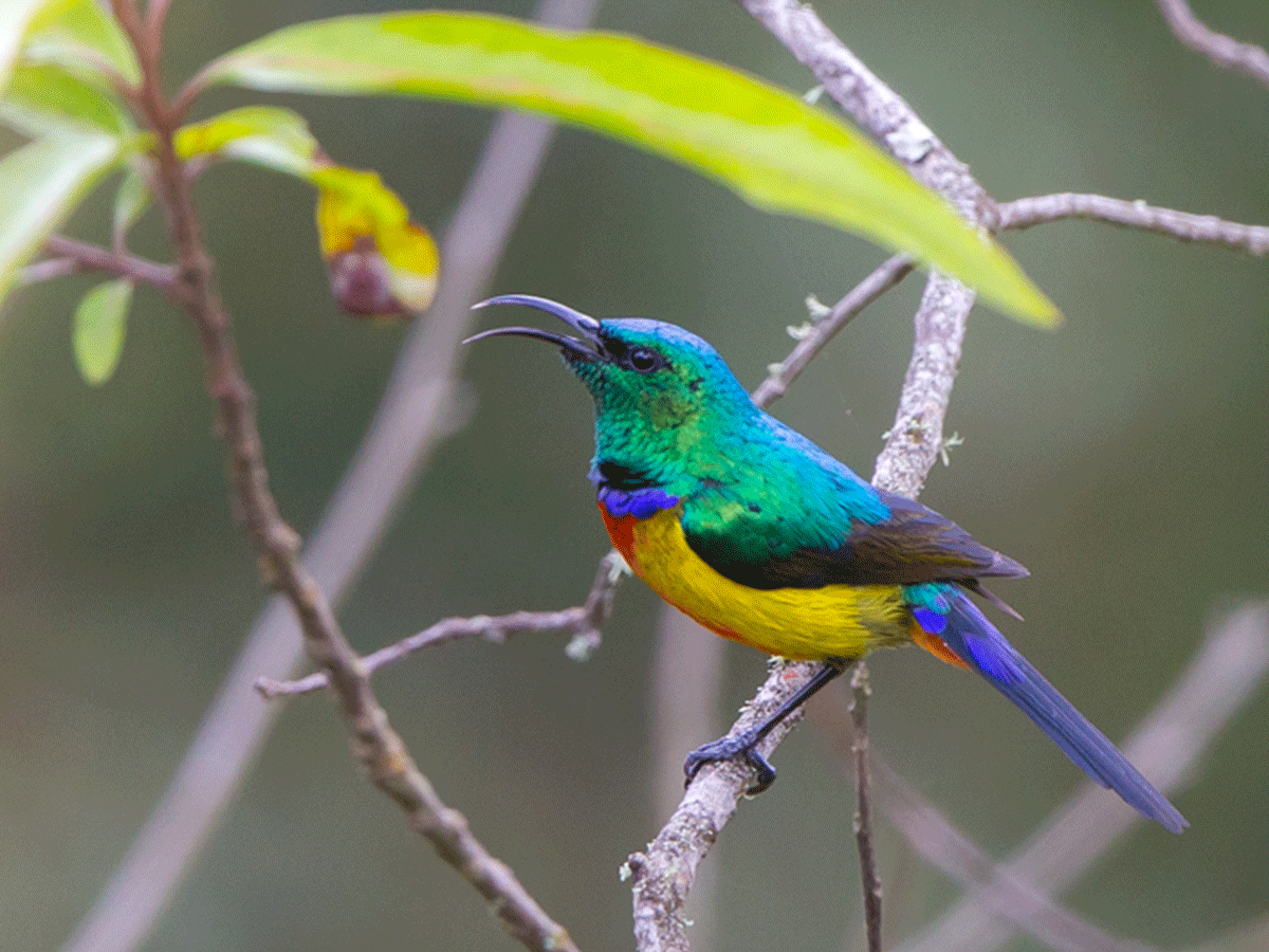 Birding in Volcanoes National Park | Gorilla Trekking Rwanda