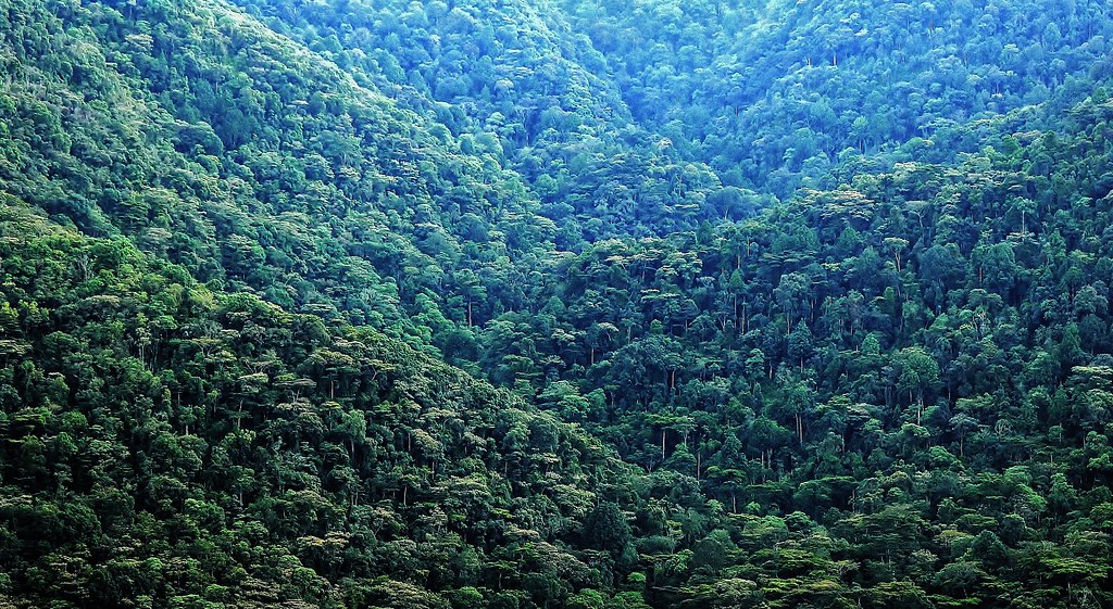 What is the Weather and Climate in Bwindi Impenetrable National Park?