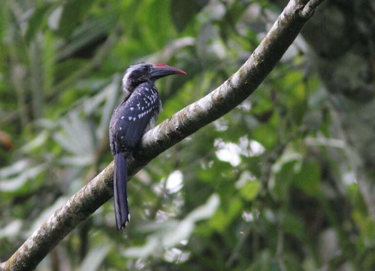 A Guide to Birding in Semuliki national park | Uganda Tours