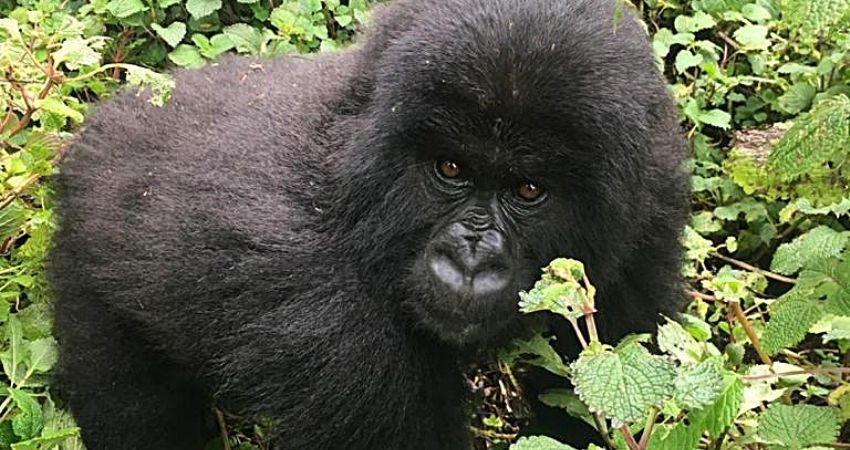 Gorilla trekking experience in Bwindi’s Rushaga sector | Uganda
