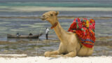The Swahili Coast | Swahili People | Kenya | Tanzania Coast Tours