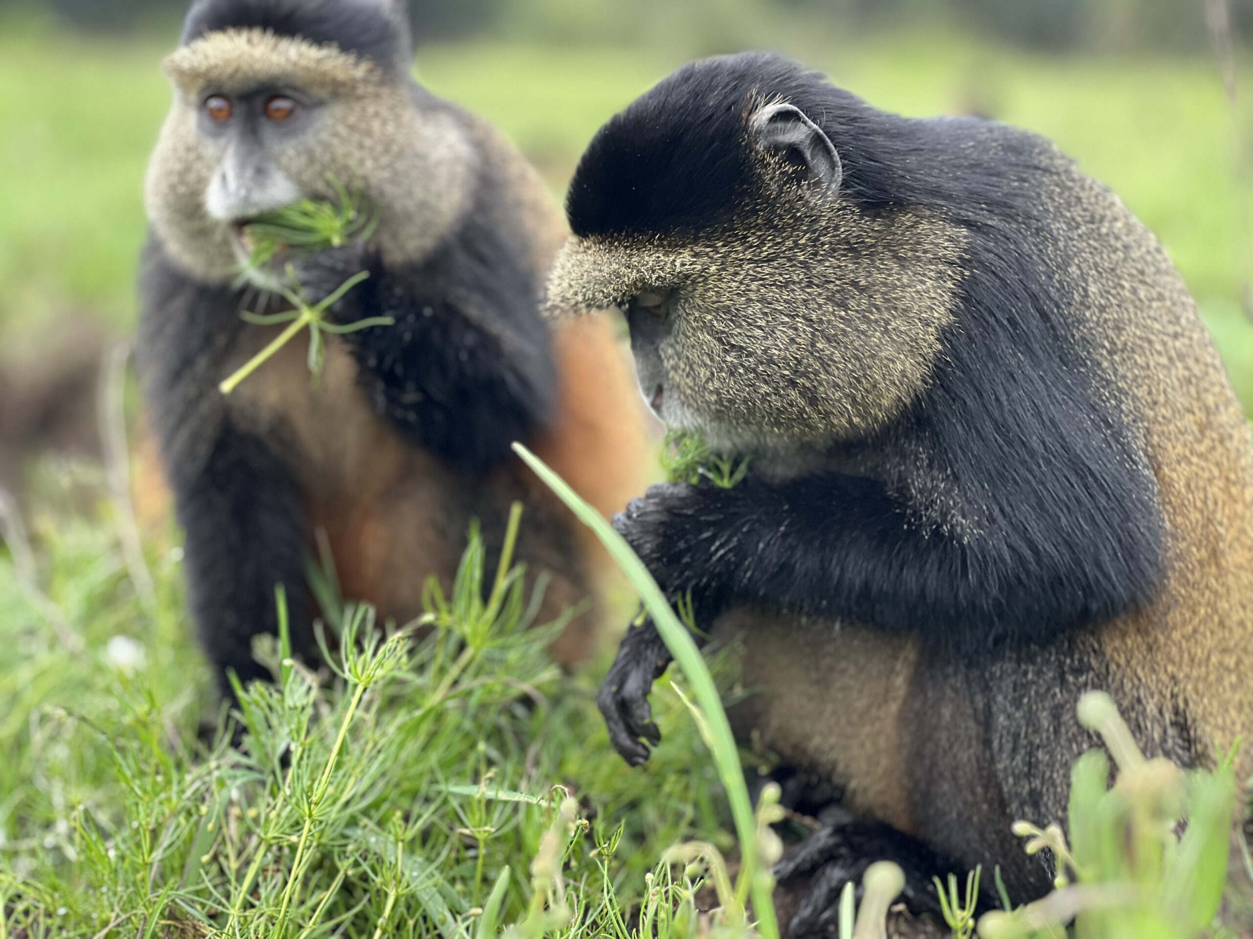 1 Day Rwanda Golden Monkey Trekking Safari | Rwanda Safari