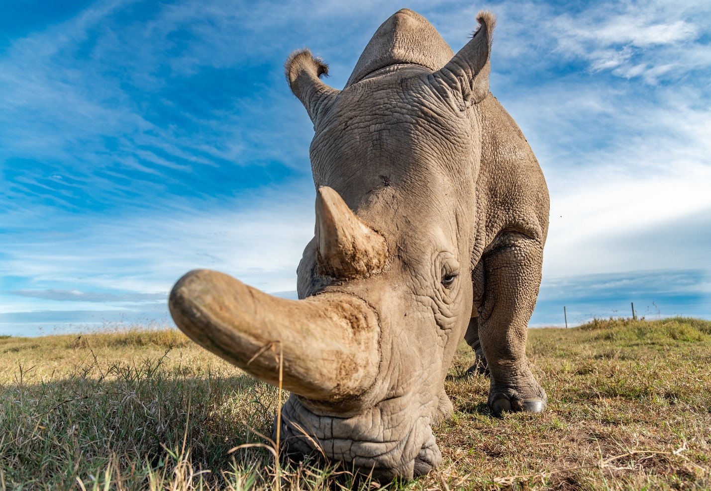 The Last Northern White Rhinos in Ol Pejeta Conservancy Kenya